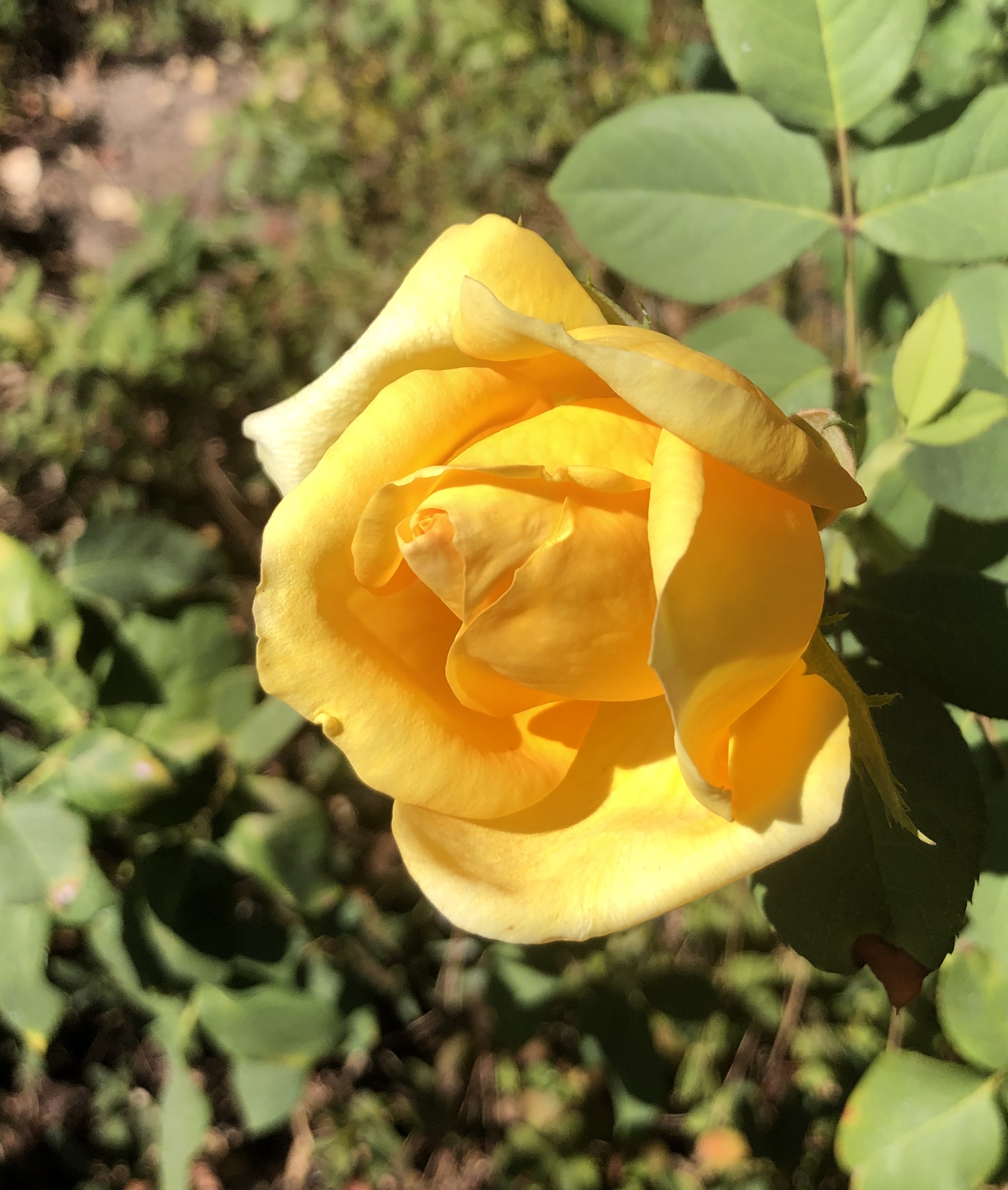 Perhaps the last rosebud | Saying nothing in particular