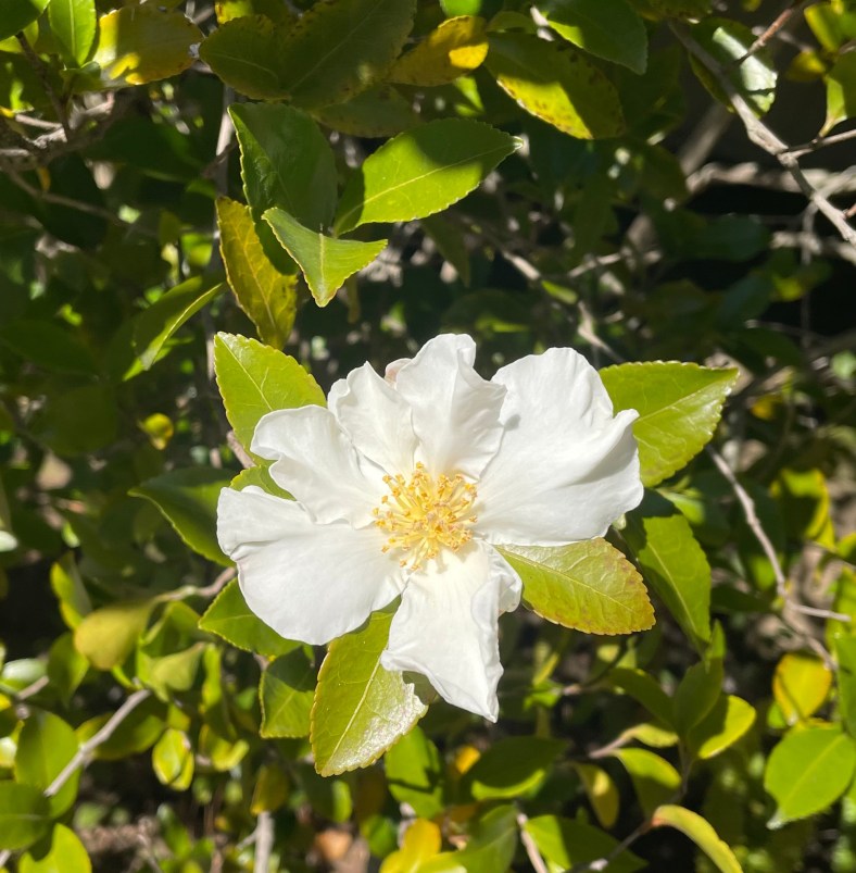 What has survived the storms | Saying nothing in particular